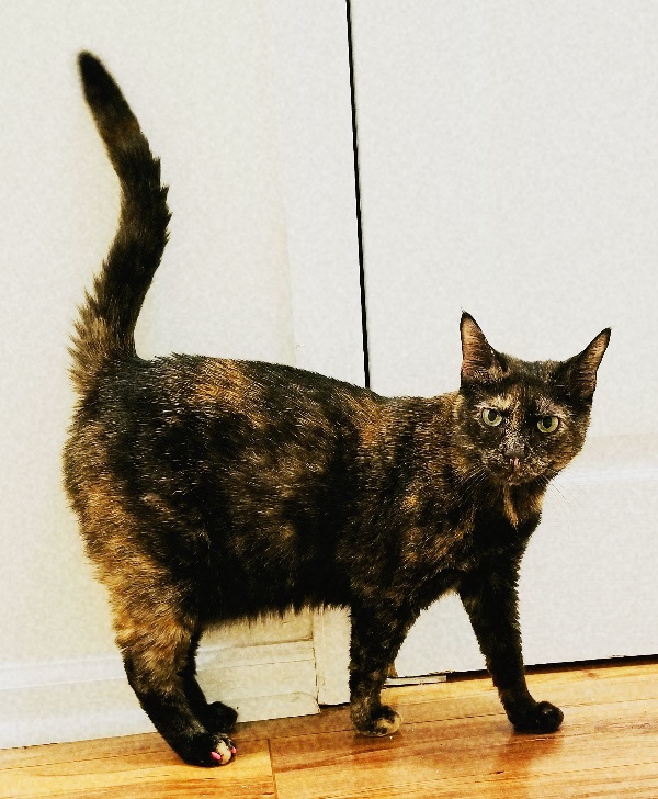 Cat Genetics: A Progressive Look at Coat Colors & Patterns - Tails & Tips