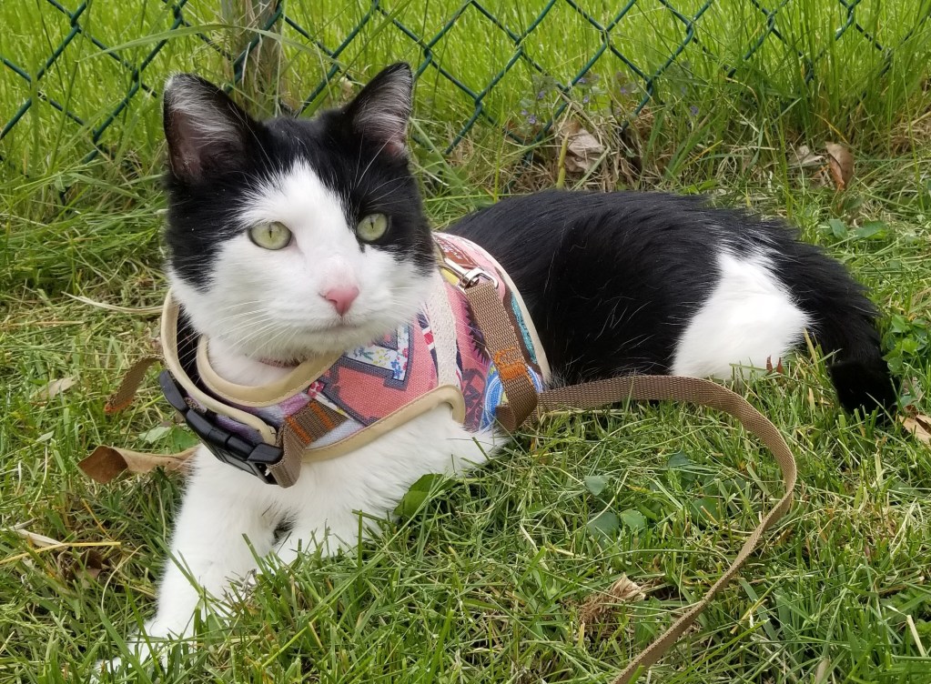 Walking a Cat: Step-by-Step Guide - Tails & Tips