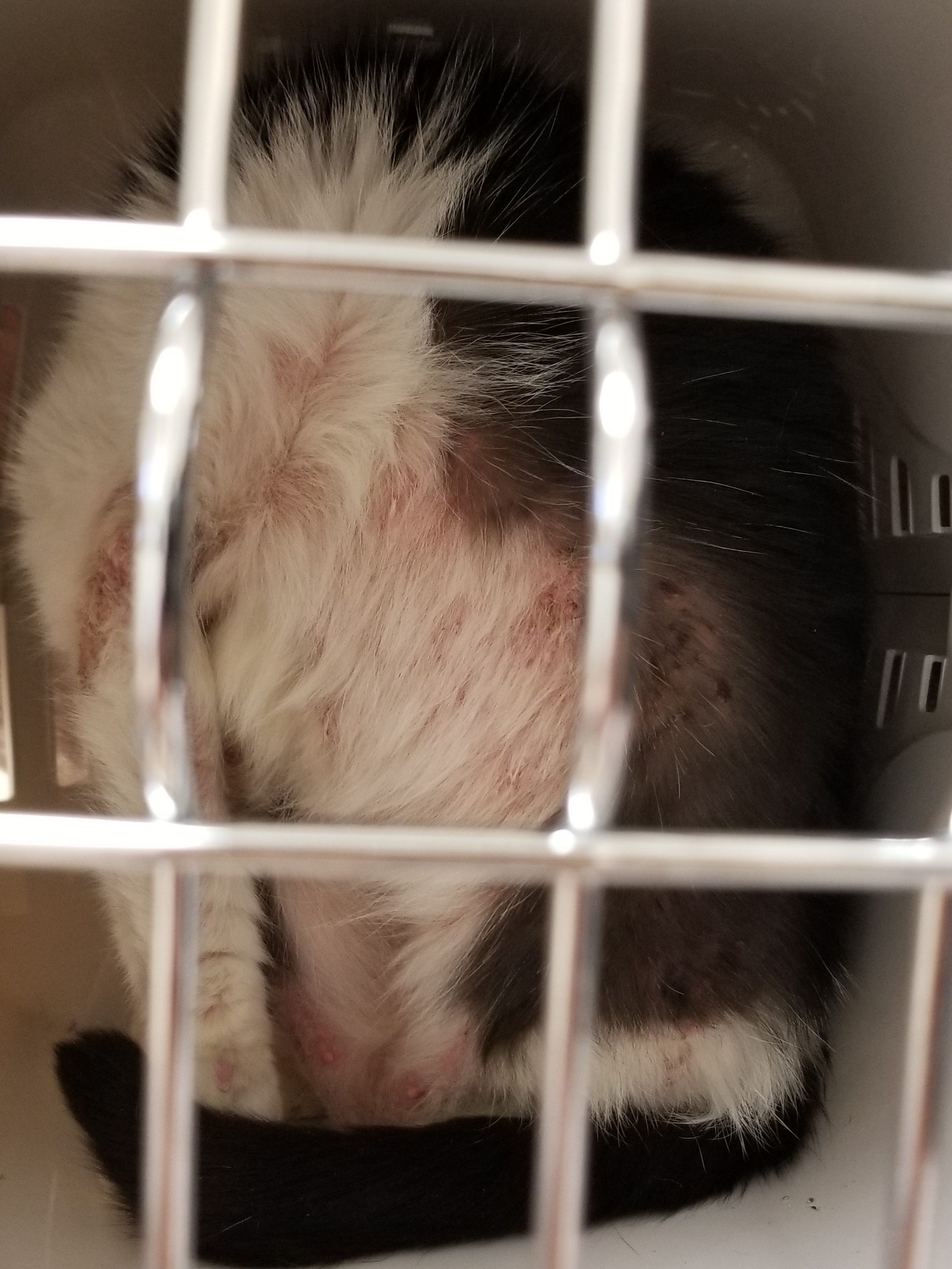 Flea Allergy Dermatitis (FAD) in Cats - Tails & Tips